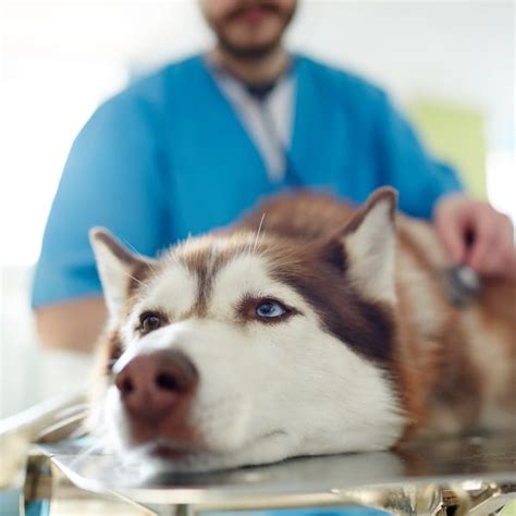 What To Know About Pyoderma In Dogs Greenfield Puppies