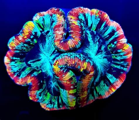 Trachyphyllia Rainbow Ultra ️ ️