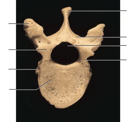 Thoracic Vertebra Diagram Quizlet