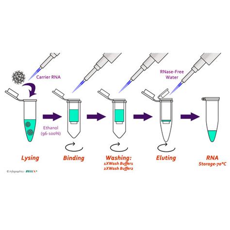 Qiaamp Dna Mini Kit Protocol