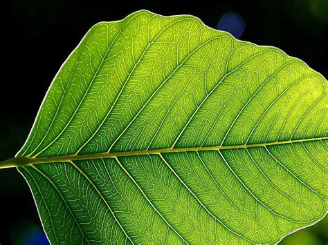 Pinnate Leaf Diagram Quizlet