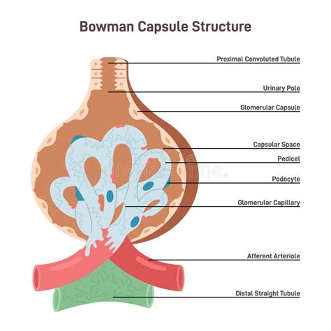 Bowmans Capsule Diagram Stock Illustrations 40 Bowmans Capsule Diagram Stock Illustrations