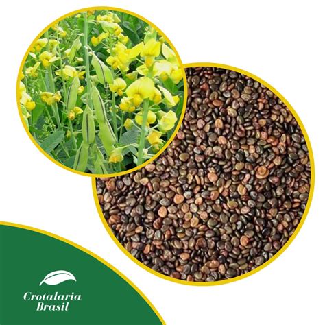 Sementes De Crotalaria Spectabilis Crotalaria Brasil
