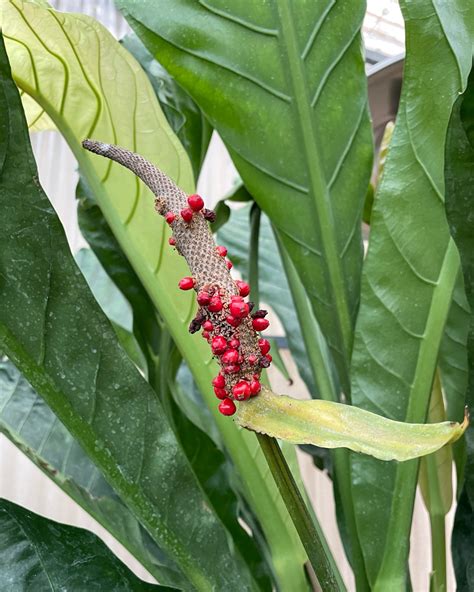 How To Care For An Anthurium Hookeri