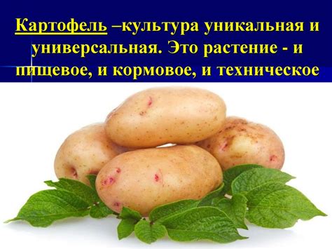 Что мы знаем о картофеле? - презентация онлайн