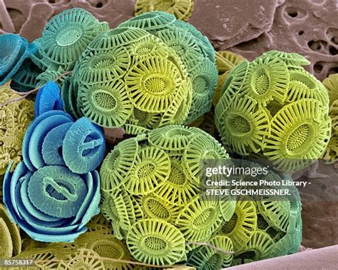 Calcareous Algae Photos And Premium High Res Pictures Getty Images