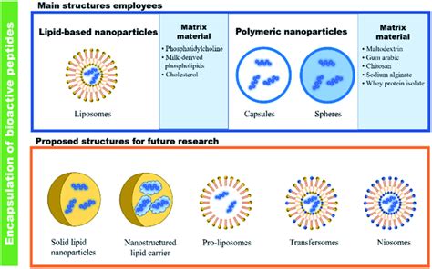Current And Proposed Structures For Encapsulation Of Bioactive Peptides Download Scientific