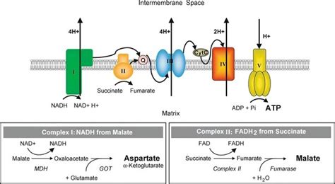 Schematic Representation Of The Mitochondrial Respiratory Chain After