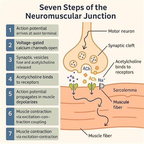 Neuromuscular Junction Southafrica Diploma Surgical