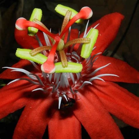 Passiflora Vitifolia Red Passion Vine Ferri Seeds