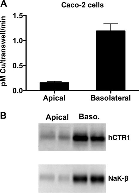 Cell Surface Biotinylation And Copper Uptake Measurements In Intestinal