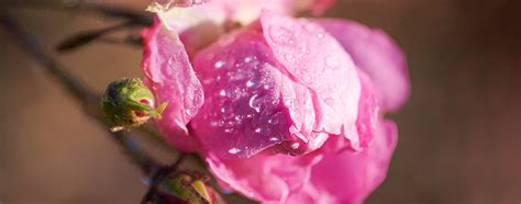 Embracing Traditions Shaping The Future Symrise