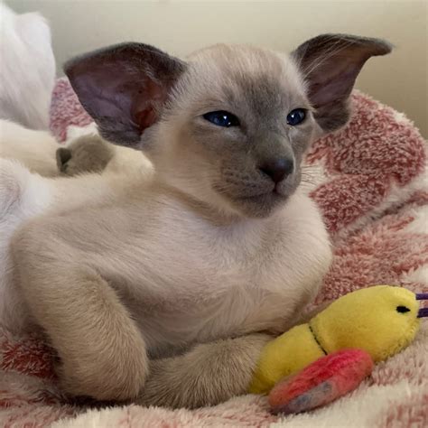 Breeders List Siamese Cat Club
