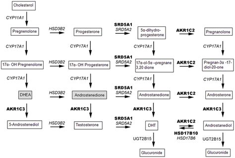 Simplified Scheme Of The Key Steps Of Testosterone And Dht Download Scientific Diagram