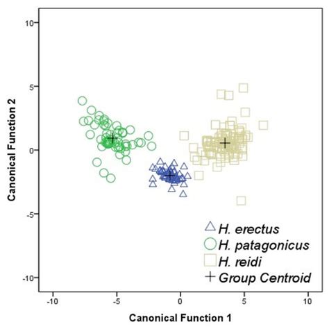 morphotypes identification by canonical discriminant functions wilks