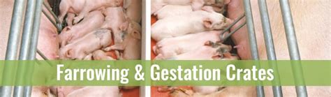 Gestation Crates And Farrowing Crates Are They Necessary Osborne