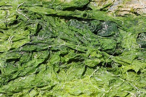 Chlorophyta Green Algae Drying In Sun Stock Image Image Of Bloom
