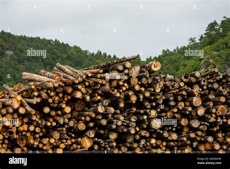 A Pile Of Stacked Tree Logs In Front Of A Forest The Concept Of Climate Change Stock Photo Alamy