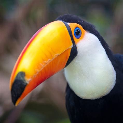 Toucans Research Their Long Colorful Beaks