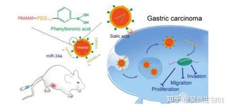 水溶性 Ph敏感性 Pamam Peg Pba 聚酰胺 聚乙二醇修饰苯硼酸功能化树枝高分子聚合物 知乎