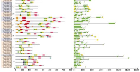 Conserved Patterns And Architectures Of Qmbhlh Genes A Conserved