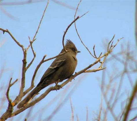 Birds Of Phoenix Arizona Gallery 2 Arizona Bird Identification