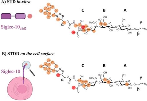 Exploring Glycan‐lectin Interactions In Natural‐like Environments A