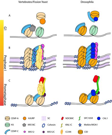 Meiotic Cenp C Is A Shepherd Bridging The Space Between The Centromere