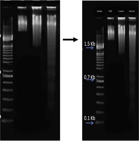 Dna Fragmentation Assay Of Wild Control And Infected With A