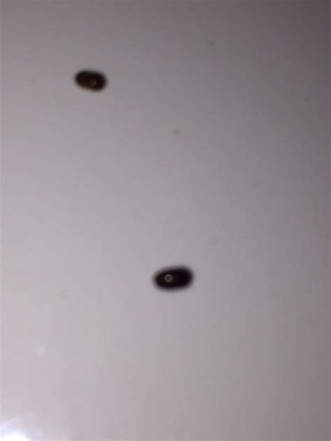 Identifying Small Bugs In The Kitchen Thriftyfun