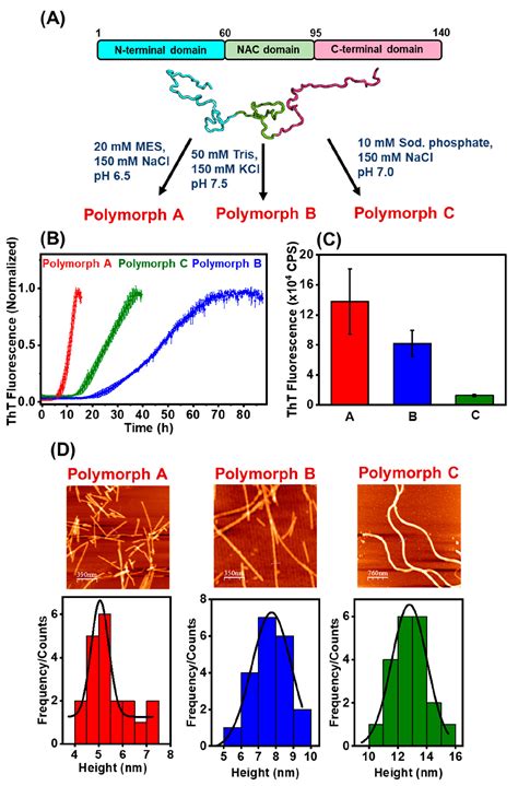 Structural Characterization Of Amyloid Fibril Polymorphs Using Vibrational