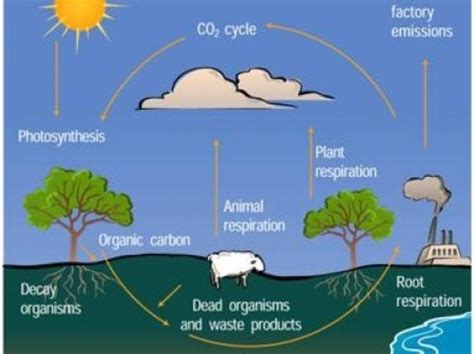 Photosynthesis Cellular Respiration Decomposition Isabella Affonso