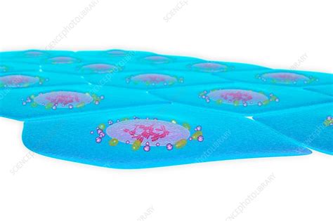 Simple Squamous Epithelium Illustration Stock Image F018 5370 Science Photo Library
