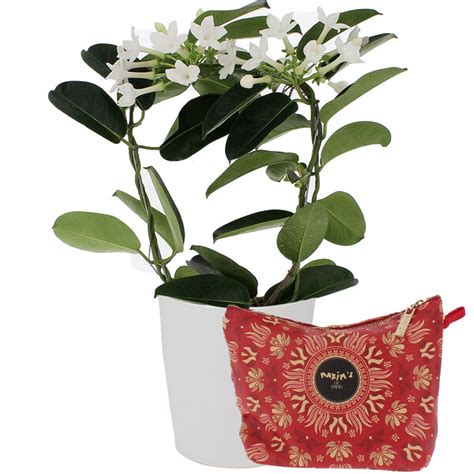Bouquets Composé Stephanotis Trousse Livraison Express Florajet