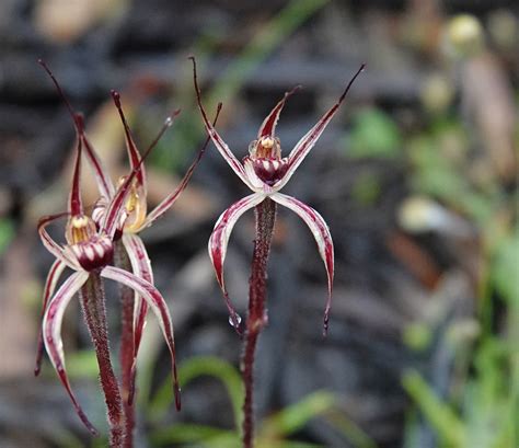 Sigmoid Spider Orchid Caladenia Sigmoidea Spiderorchid Flickr