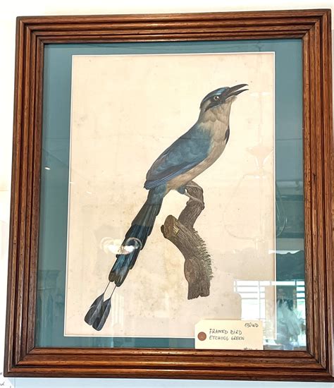 French Vintage Bird Etching With Great Wood Frame