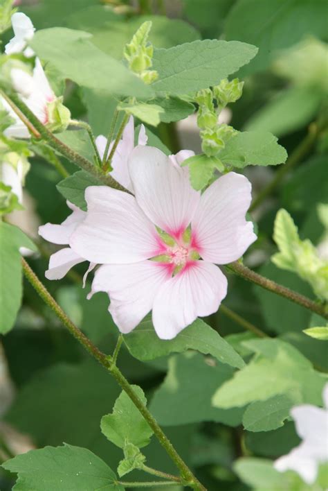Lavatera Barnsley Malva Bloemenpark Appeltern