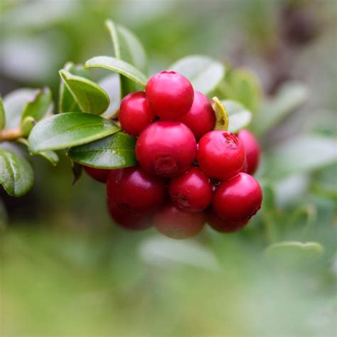 Lingonberry Plants Uk