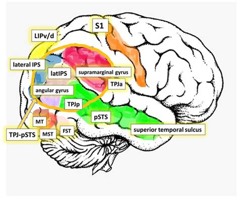 Are We Right About The Right Tpj A Review Of Brain Stimulation And Social Cognition In The