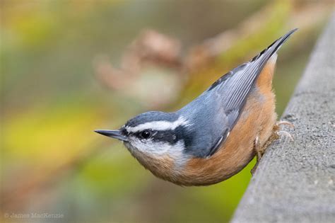 211 Best Nuthatch Images On Pholder Birding Birdpics And Whatsthisbird