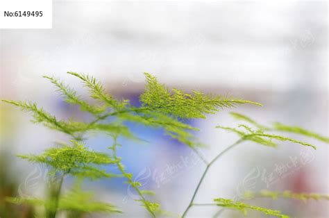 文竹特写高清图片下载红动中国