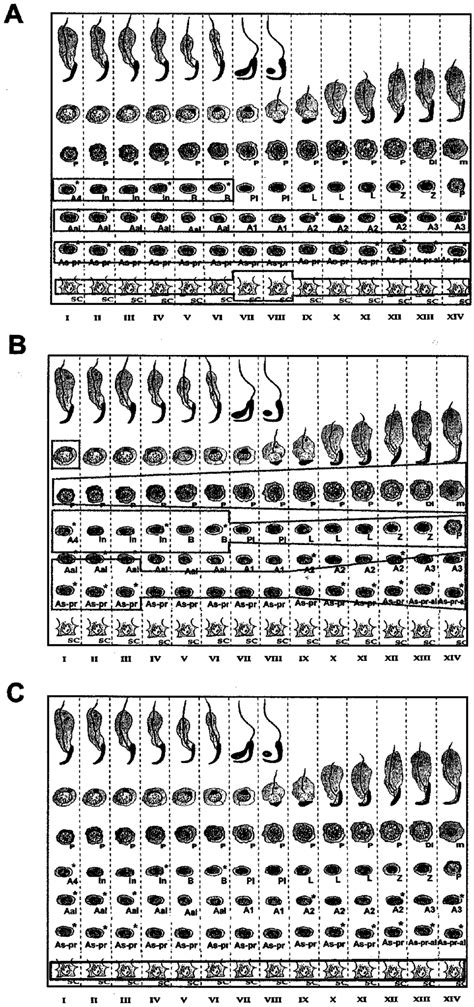Schematic Illustration Of Localization And Expression Pattern Of PRb Download Scientific