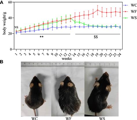 effect of semaglutide on the cardiac protein expression of o jir