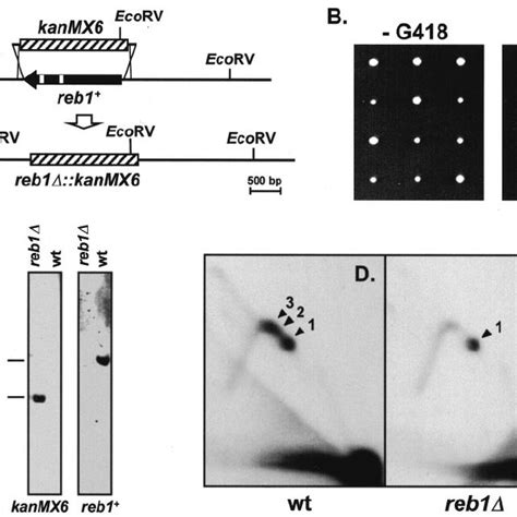 Analysis Of S Pombe Chromosomal Rdna Replication By 2d Agarose Gel