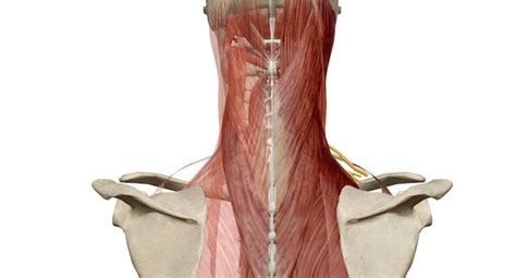 La Región Del Cuello De La Columna Cervical Se Compone De Siete Huesos
