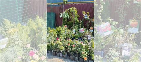 Саженцы купить в Чернянке Товары для дома и дачи Авито