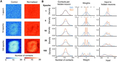 Evolution Of Synaptic Weights A Number Of Efferent Contacts From Each