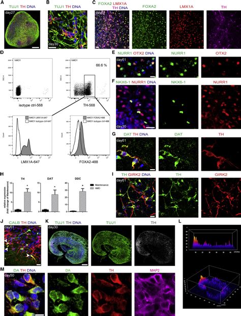 Derivation Of Human Midbrain Specific Organoids From Neuroepithelial
