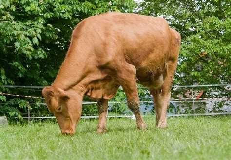 Premium Photo Brown Cow