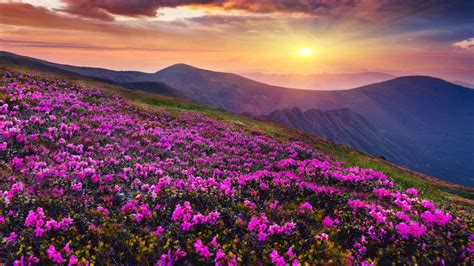 ভারতের এই স্থানকে বলা হয় ফুলের স্বর্গোদ্যান ঘুরতে যাবেন যেভাবে